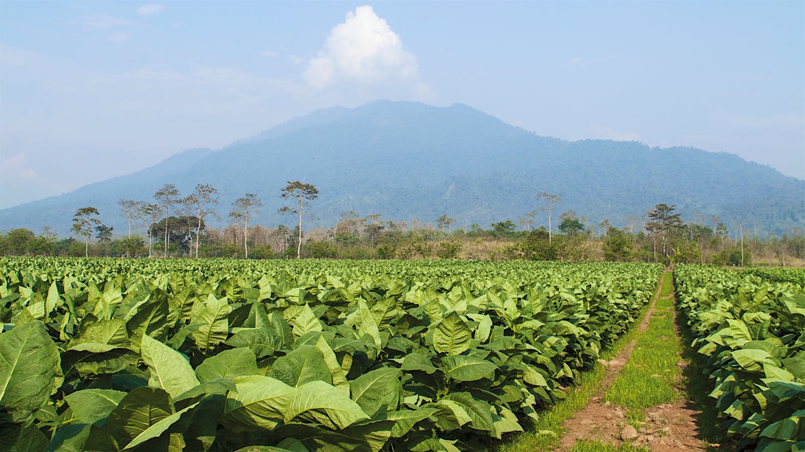 New Documentary Chronicles The Oliva Tobacco Co. | Cigar Aficionado