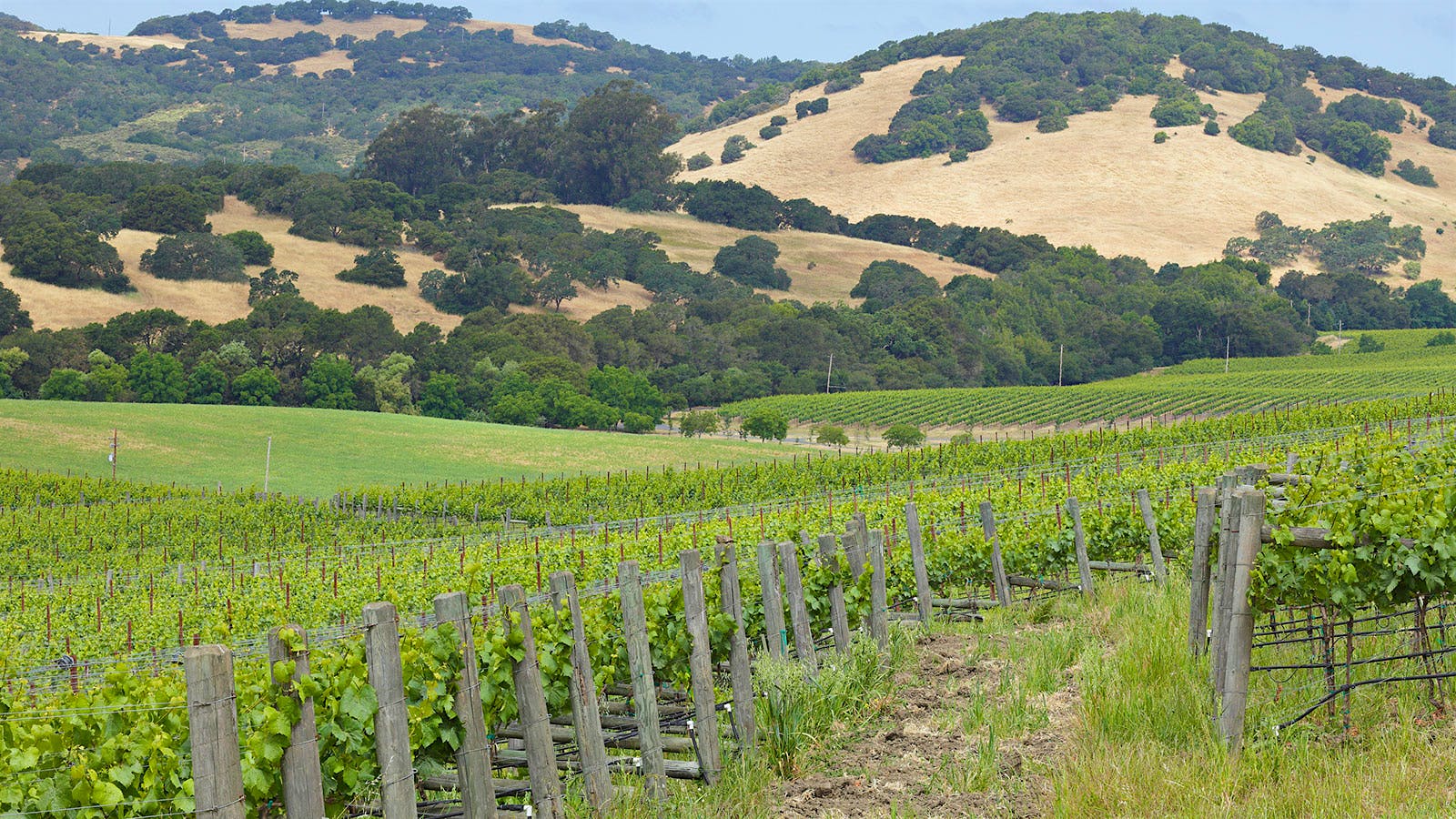 A Battle Over Vines and Trees in Napa Valley?