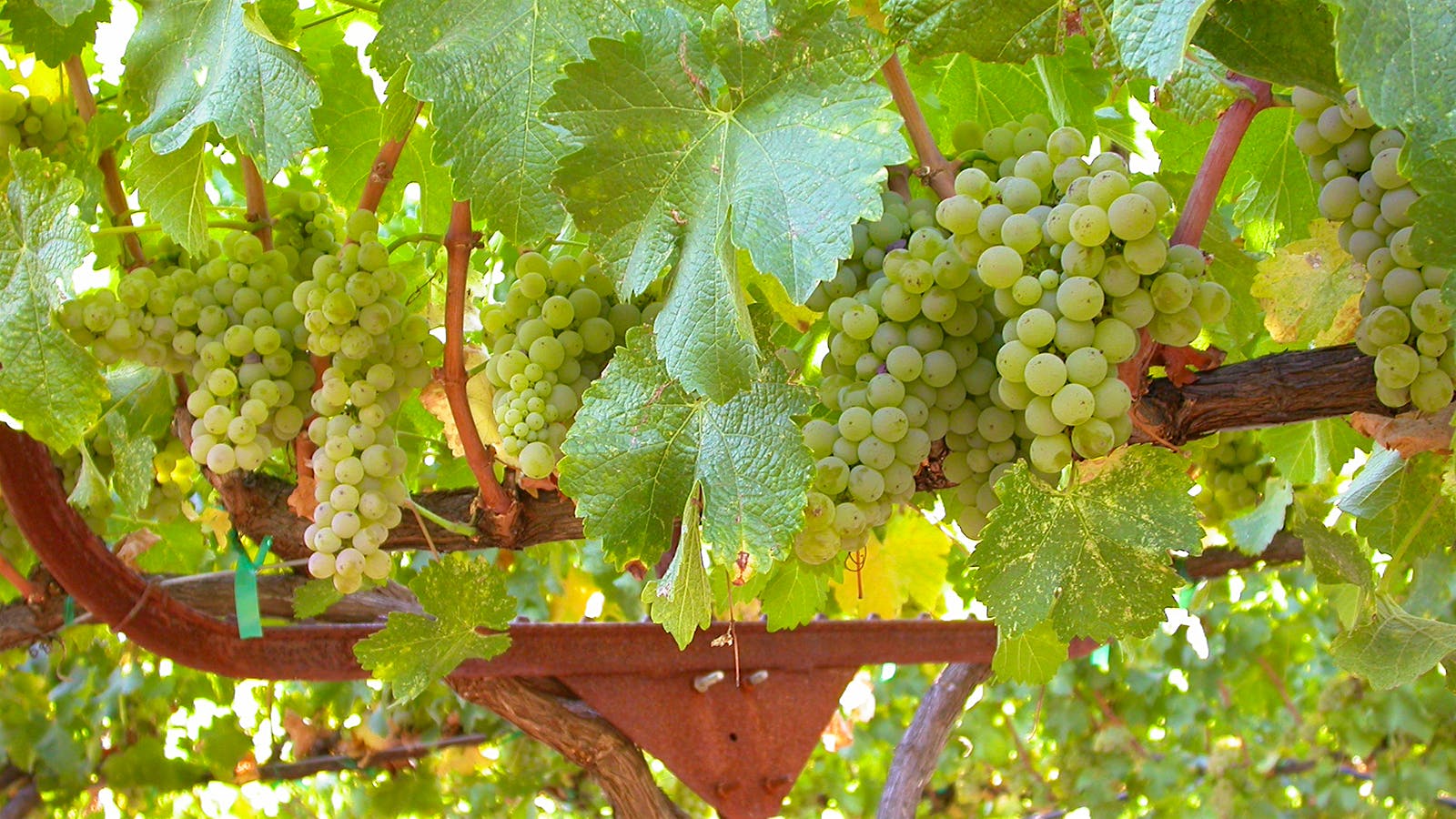 10 Refreshing California Whites