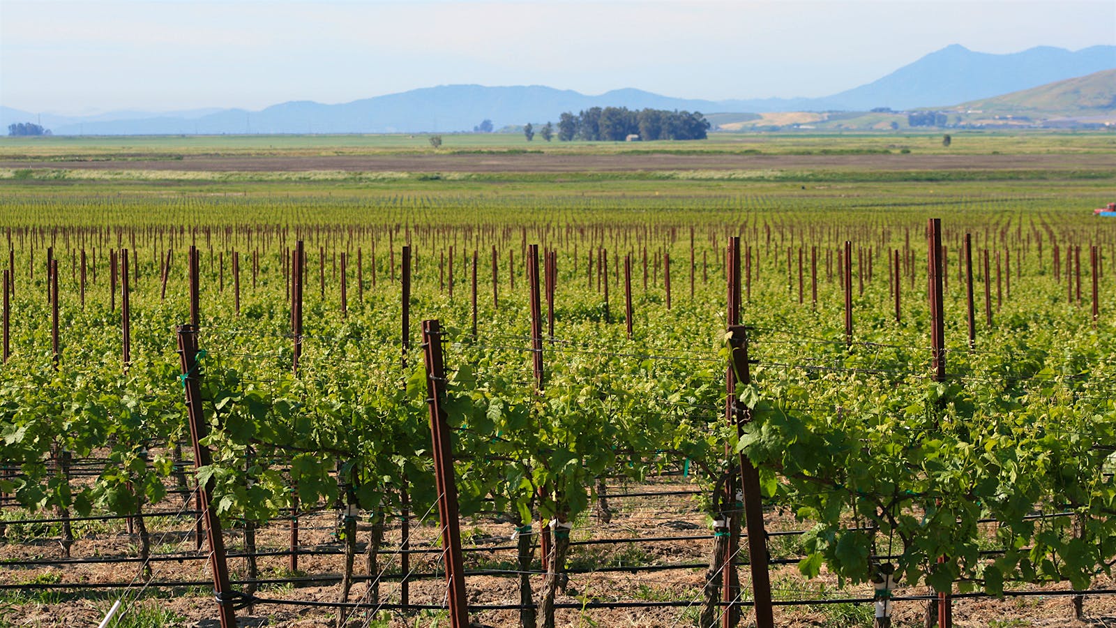 13 All-California Bubbly Wines