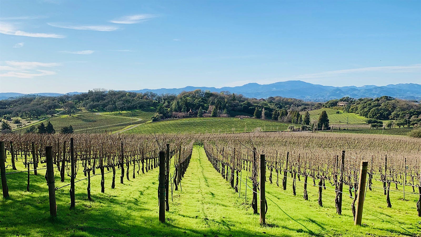 Coombsville's Old-School Cabernet