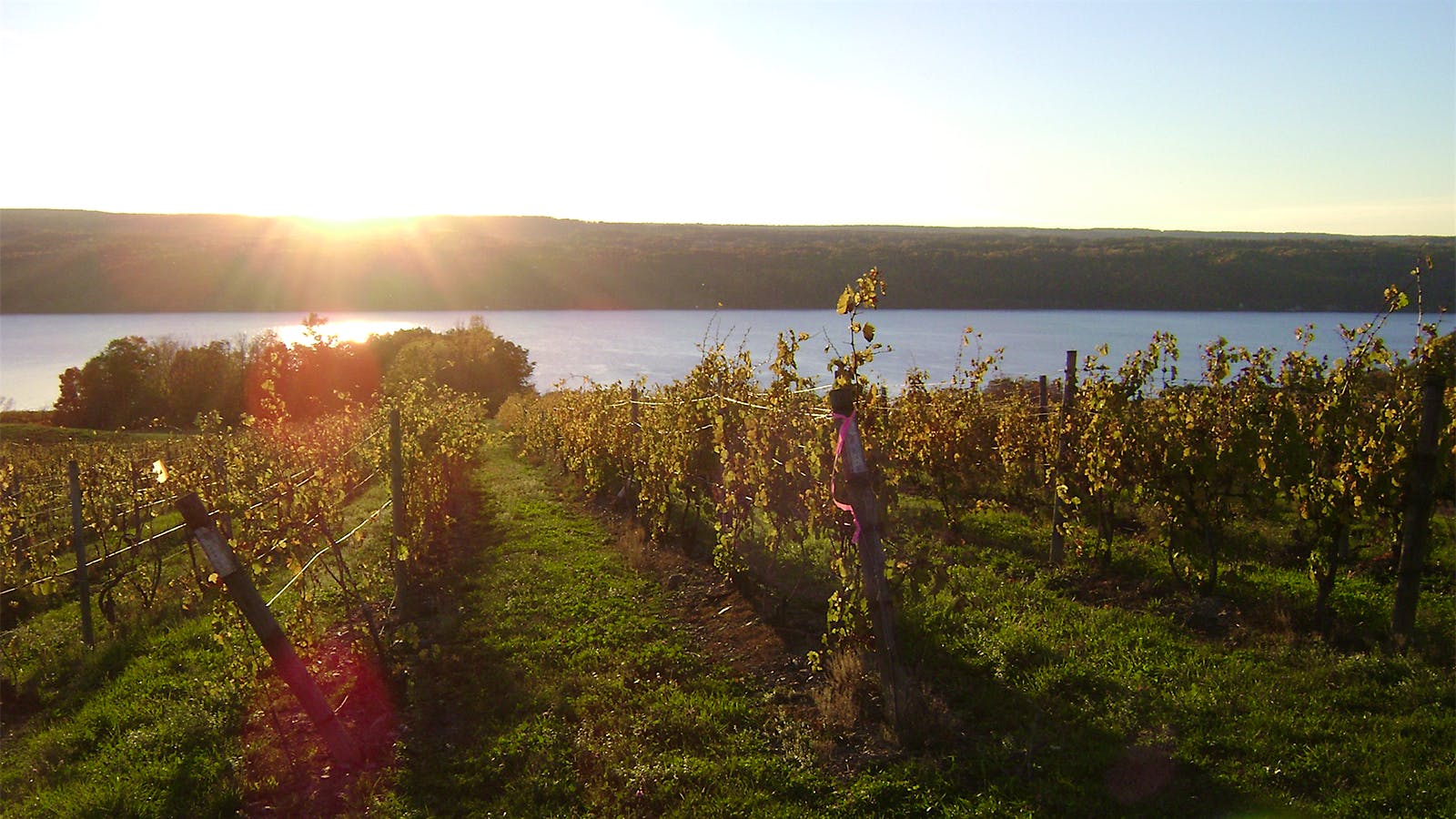 Cutting-Edge Grapevine Genetic Researchers to Get New Home | Wine Spectator