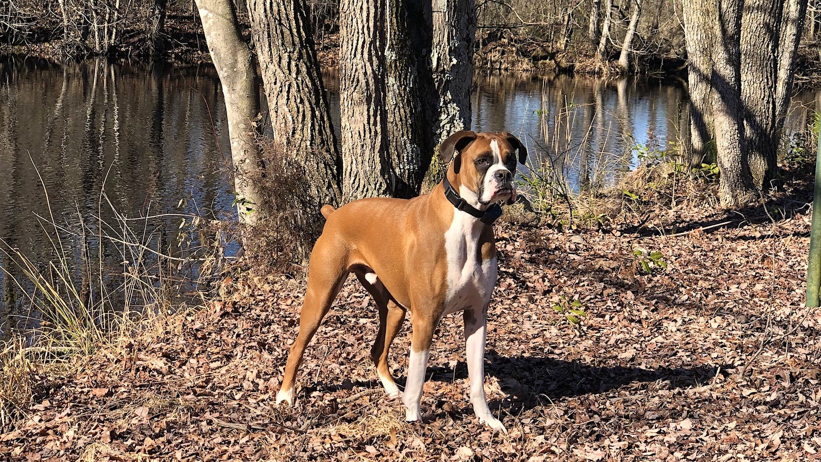 Wine Spectator Reader Dogs: Jack Dempsey the Boxer