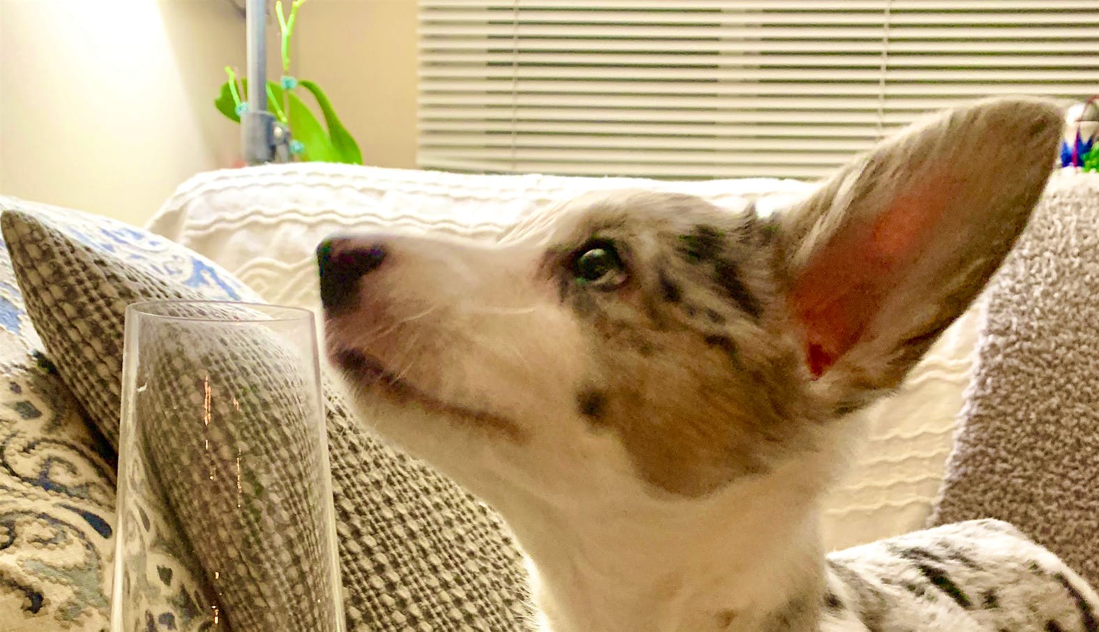 Wine Spectator Reader Dogs: Rabbit the Blue Merle Corgi