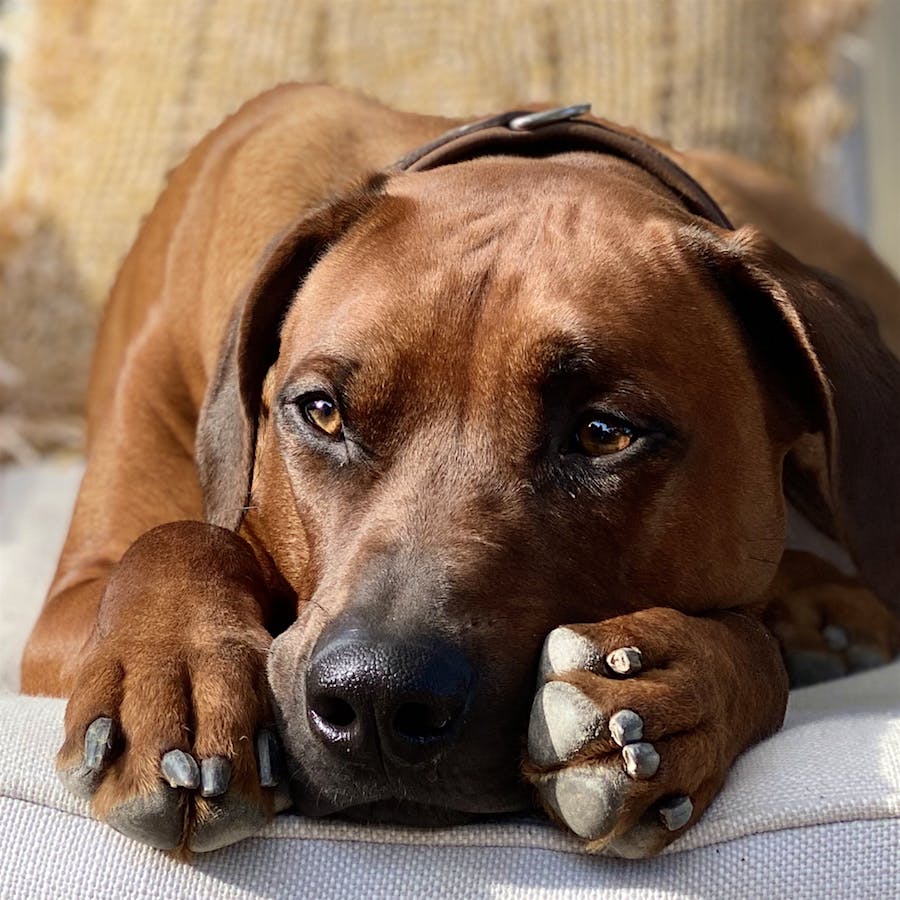 Wine Spectator Reader Dogs: Rousseau the Rhodesian Ridgeback