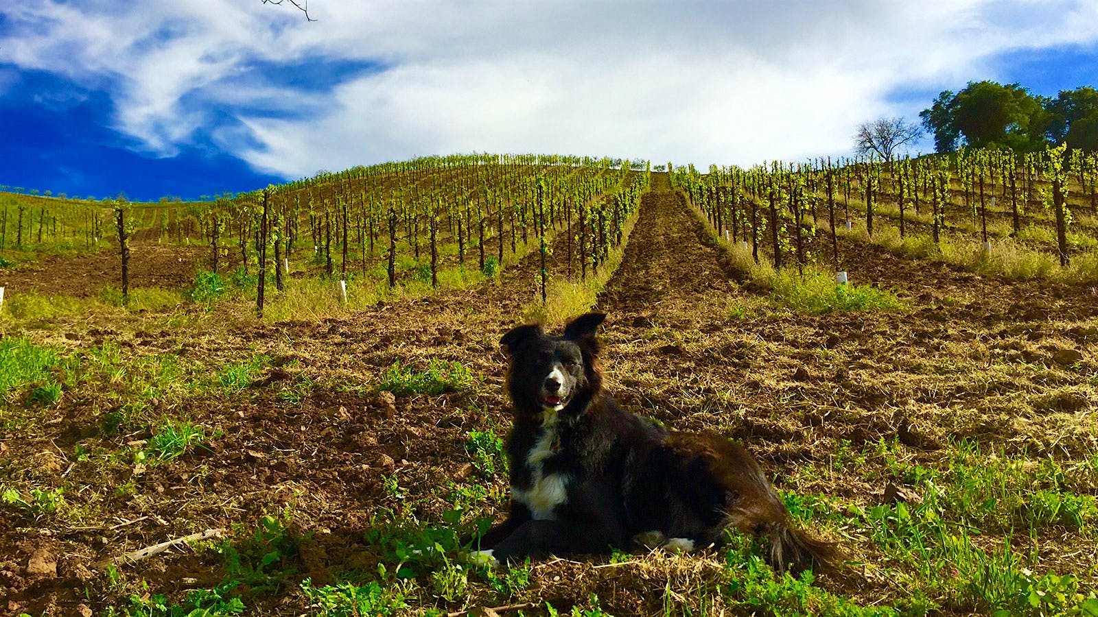 Wine Spectator Reader Dogs: Tashi the Border Collie