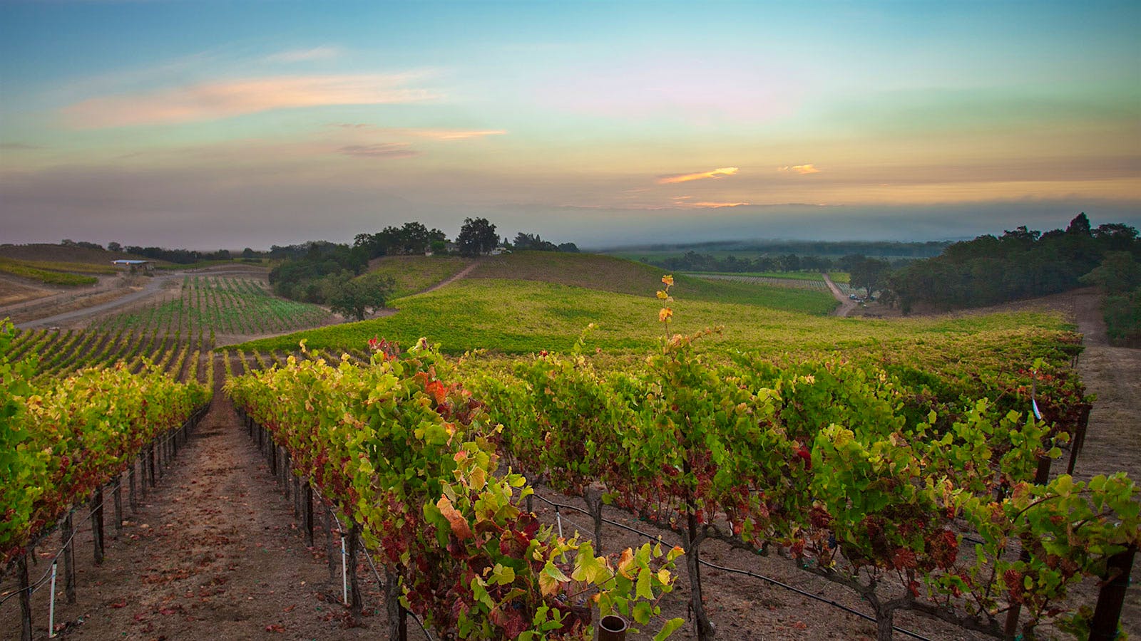 Joe Rochioli Jr., Russian River Valley's Pinot Pioneer, Dies at 88