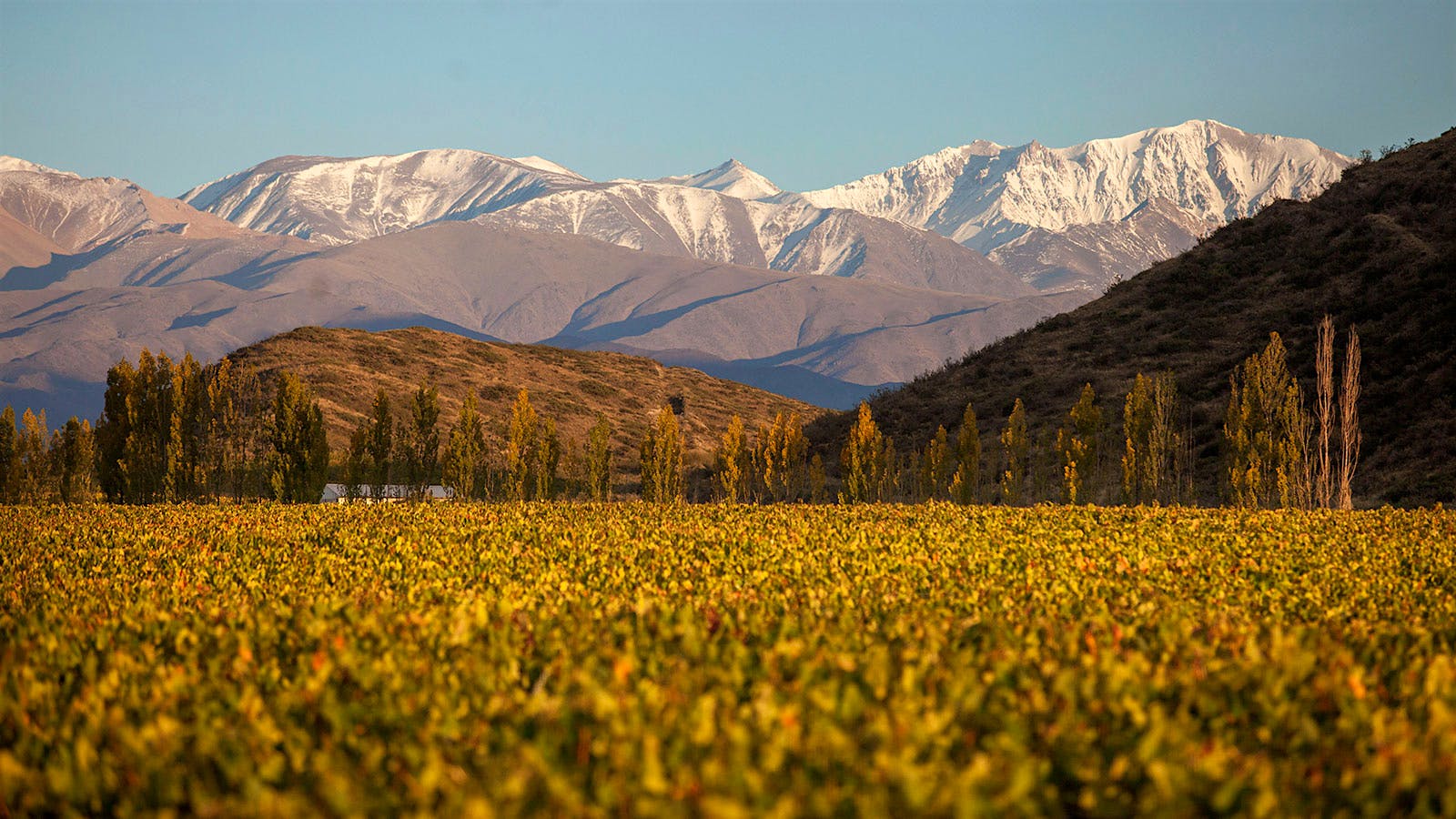 Tasting Highlights: 8 Tempting Argentine Value Wines Up to 92 Points
