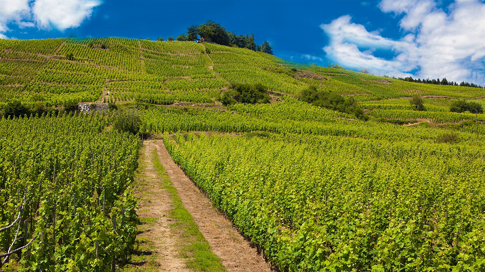 Tasting Highlights: 12 Stunning French Wines Up to 92 Points