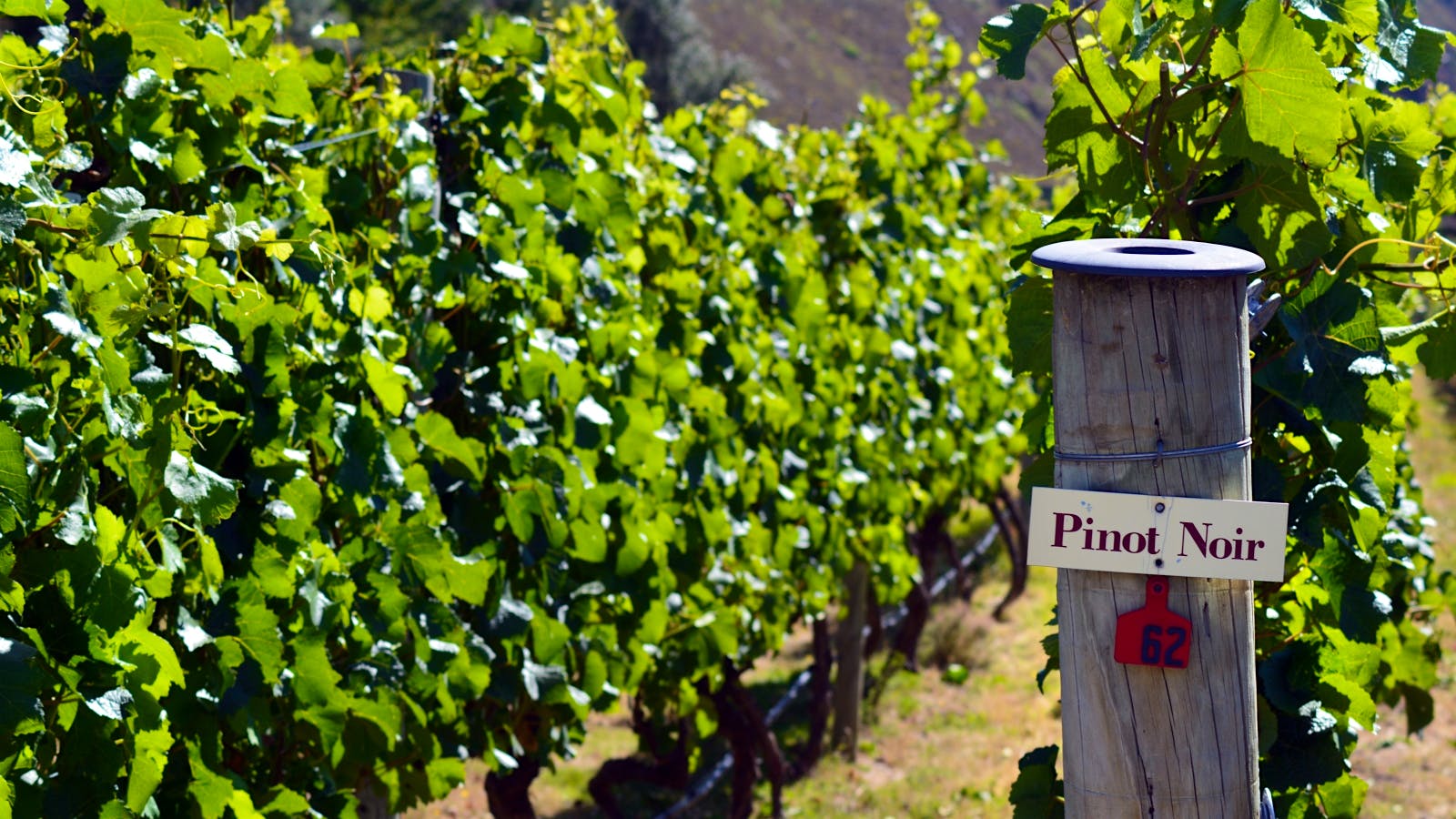Quiz: The World of Pinot Noir