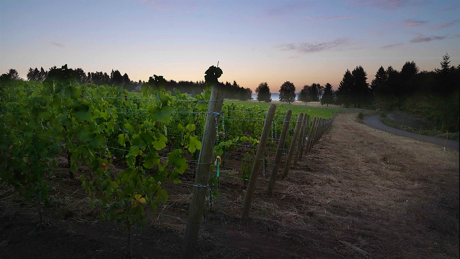 Marchesi de' Frescobaldi Acquires Oregon's Domaine Roy & Fils