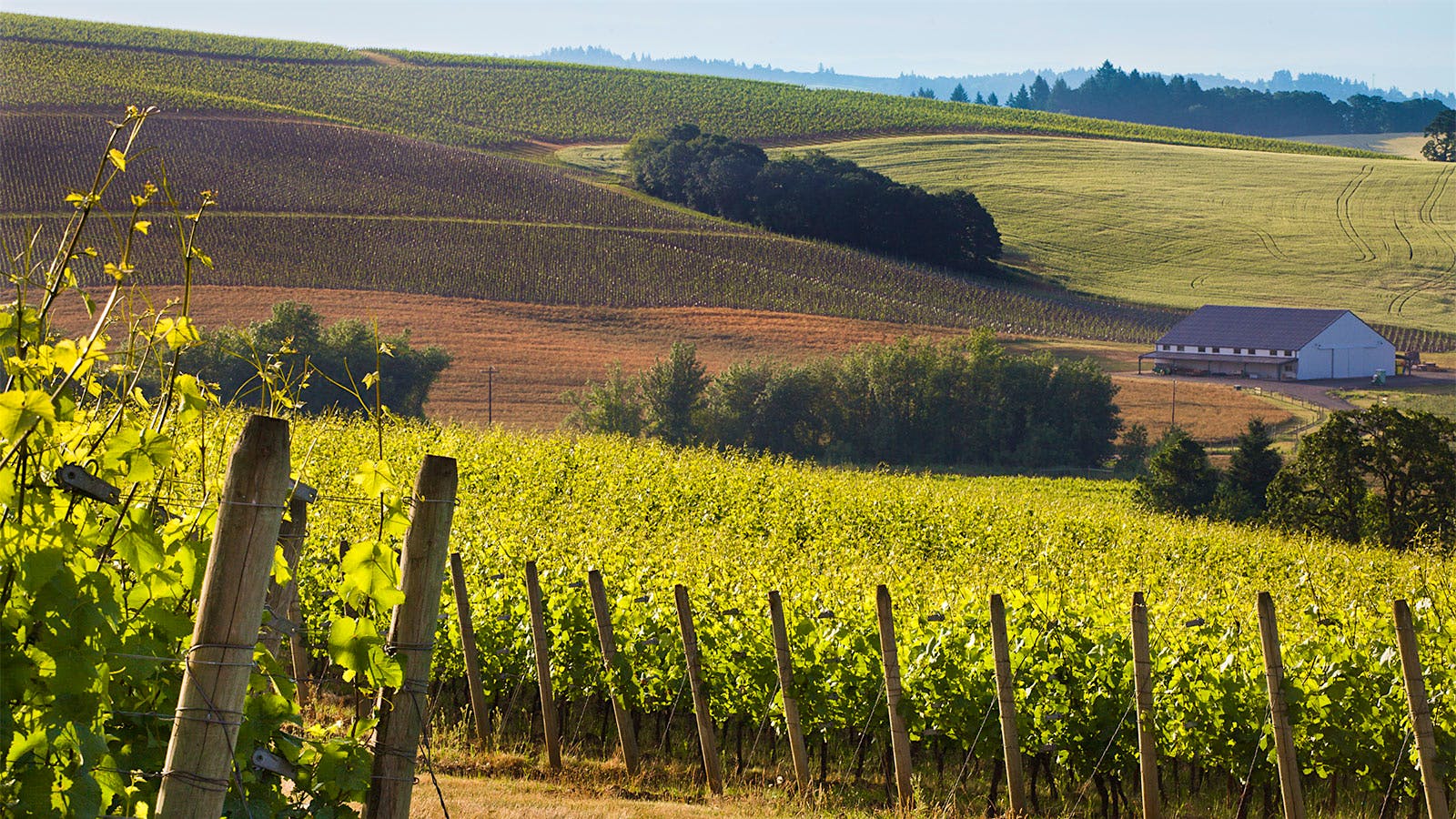 Tasting Highlights: 8 Impressive Oregon Pinot Noir Wines at $35 or Less