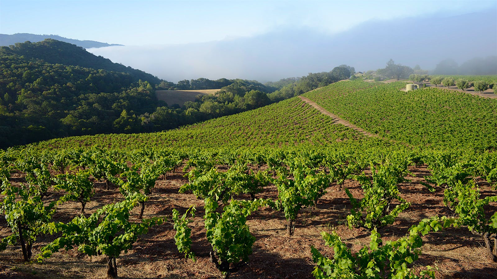 New Reviews of 7 Outstanding Sonoma Pinot Noir, Chardonnay and ...