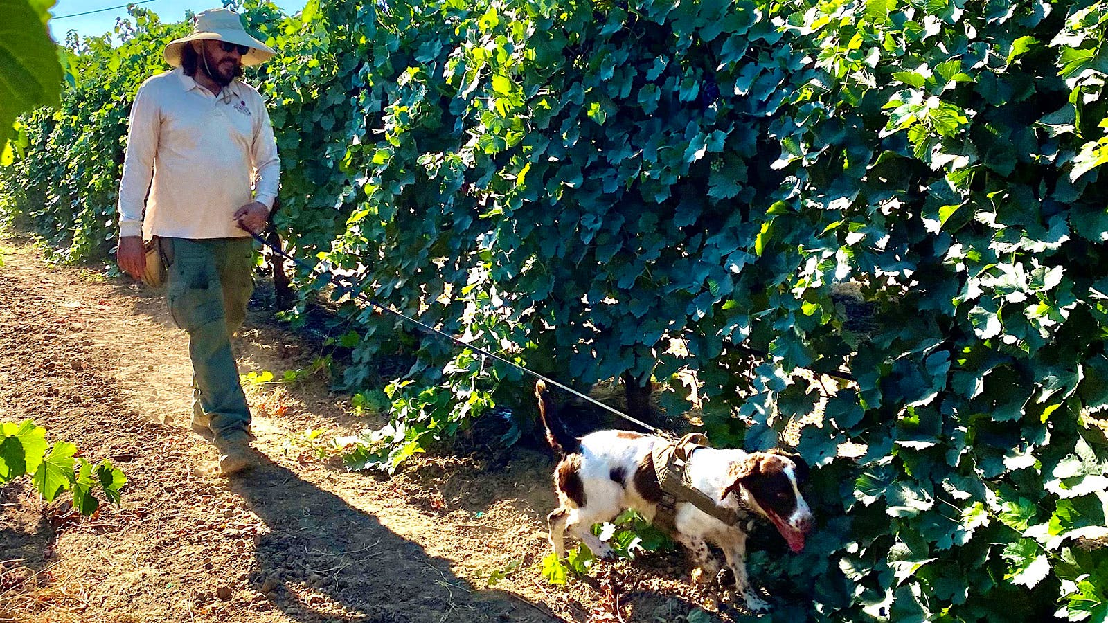 Dogs Trained to Sniff Out Vineyard Pests