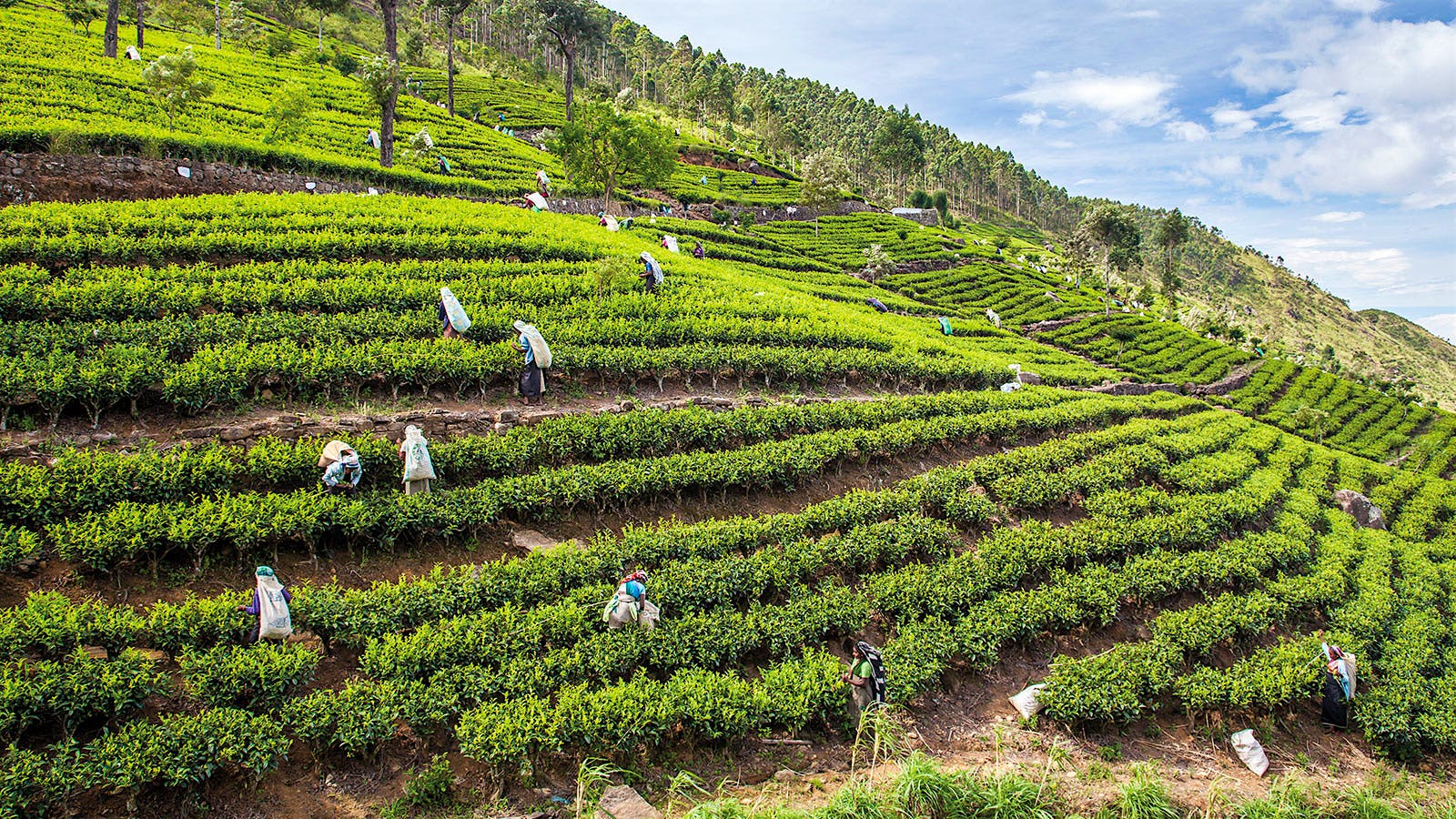 Spectacular Ceylon