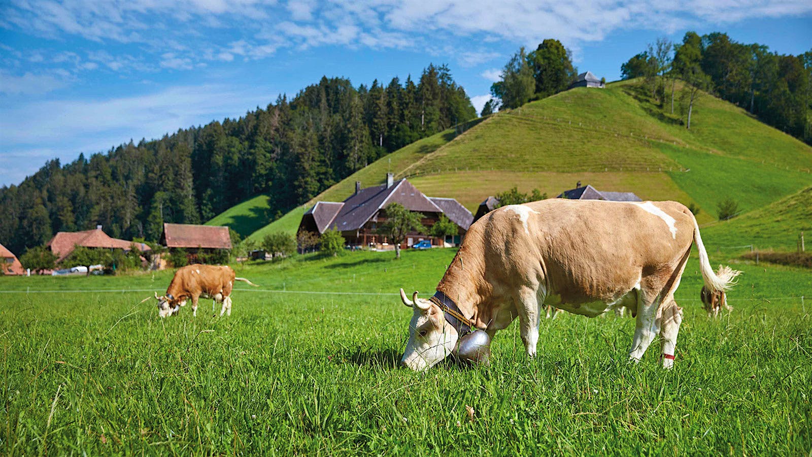 Tasting the Best Cheeses from Switzerland